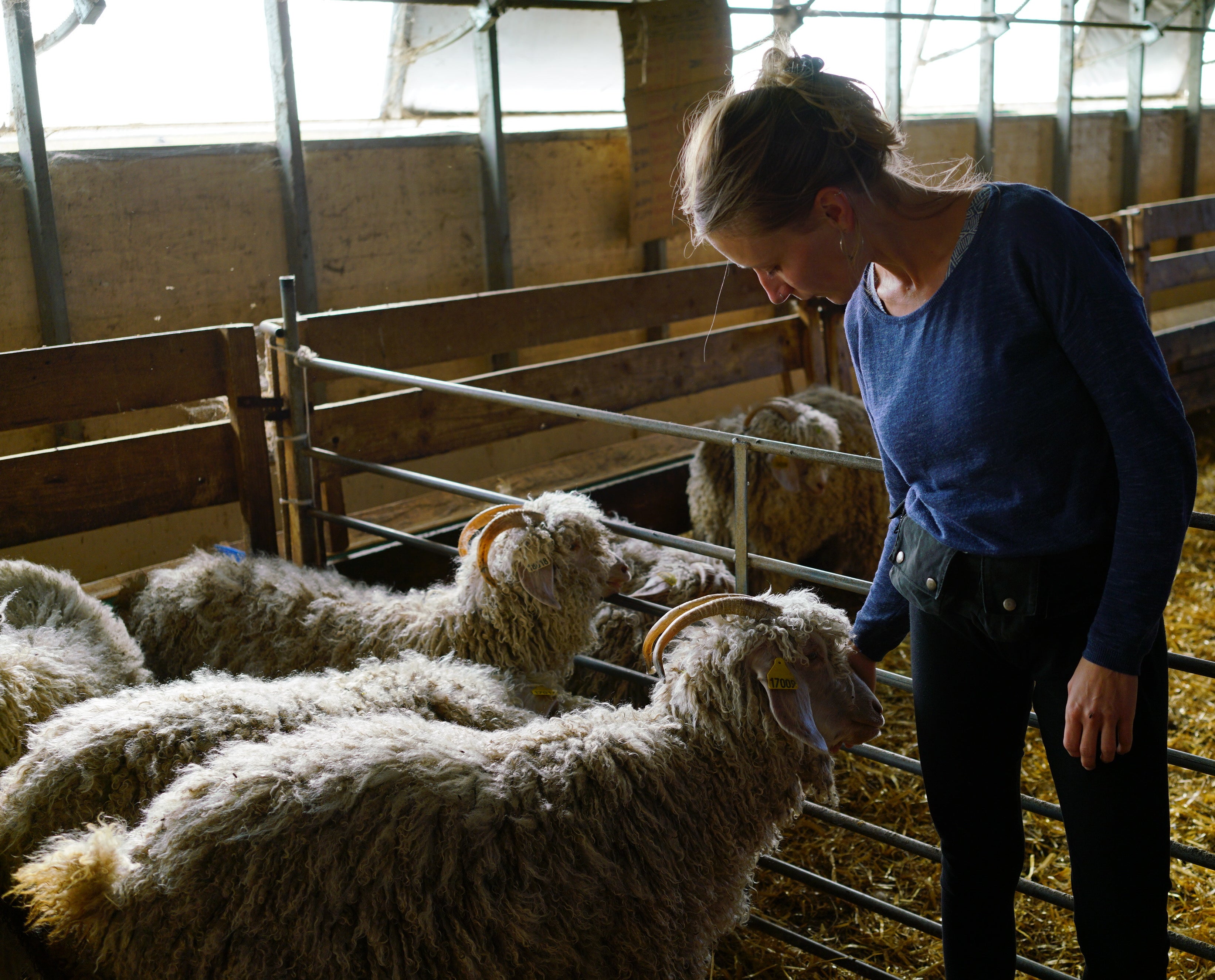 Les chèvres angora– Mohair du Larzac